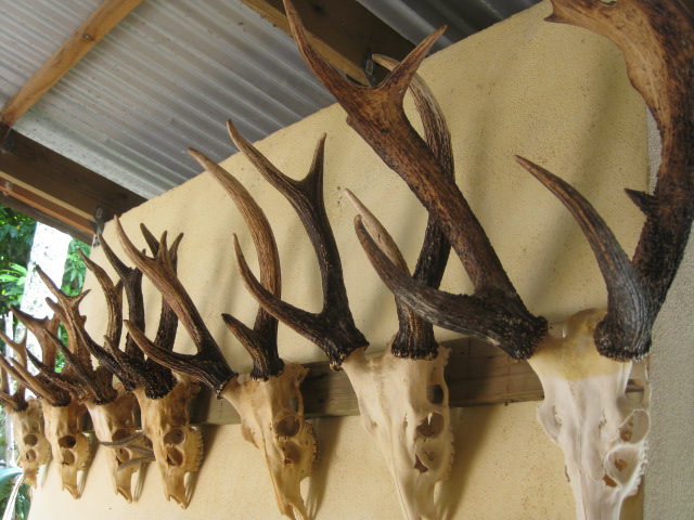 Sambar Deer Antlers – Another Day In Paradise