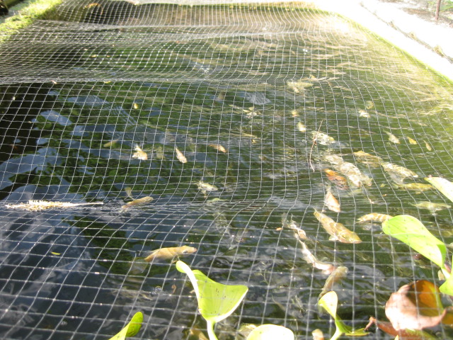 Farm Raised Tilapia – Another Day In Paradise