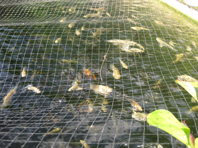 Farm Raised Tilapia – Another Day In Paradise