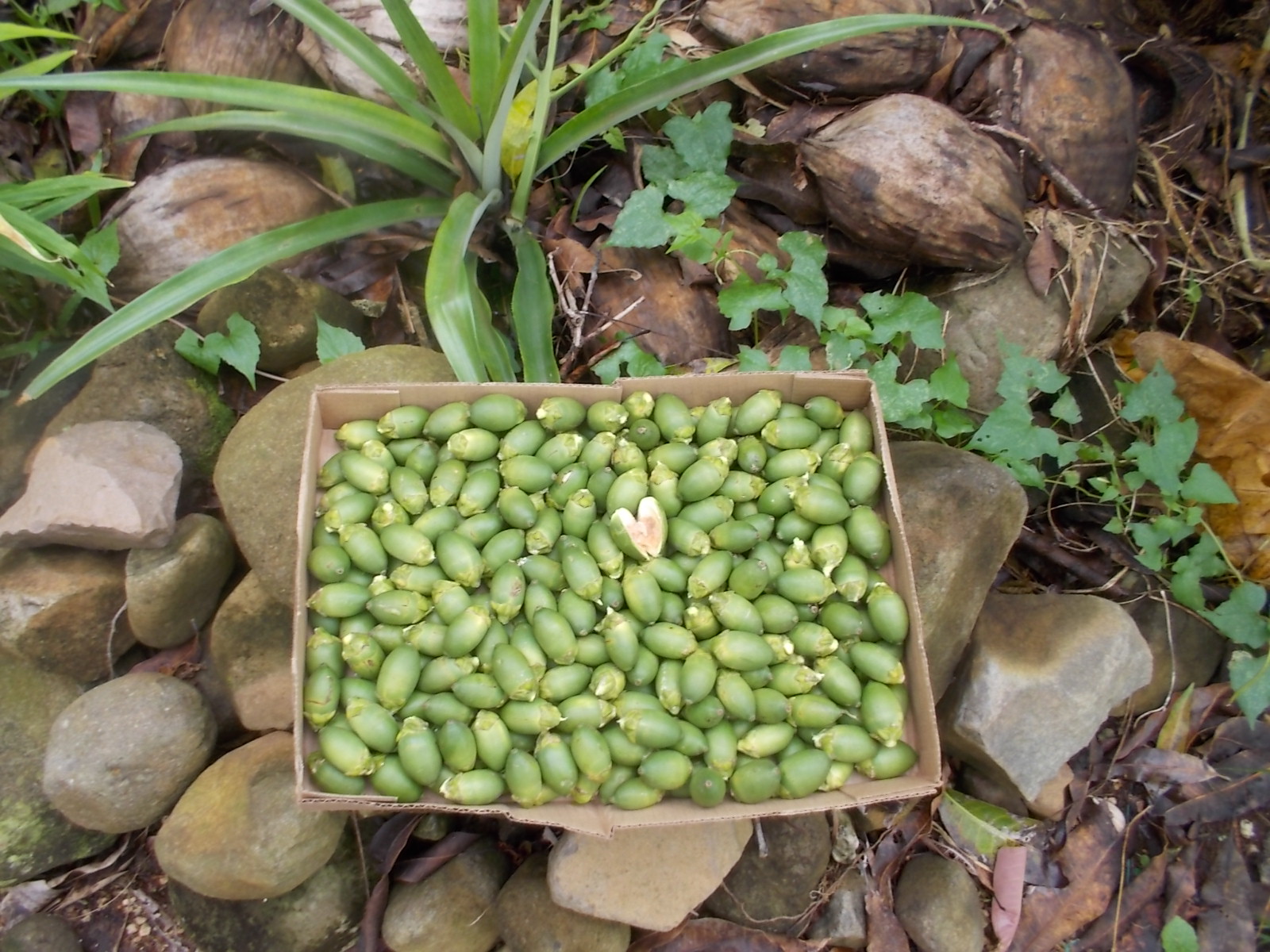 Pugua Apaka – Another Day In Paradise