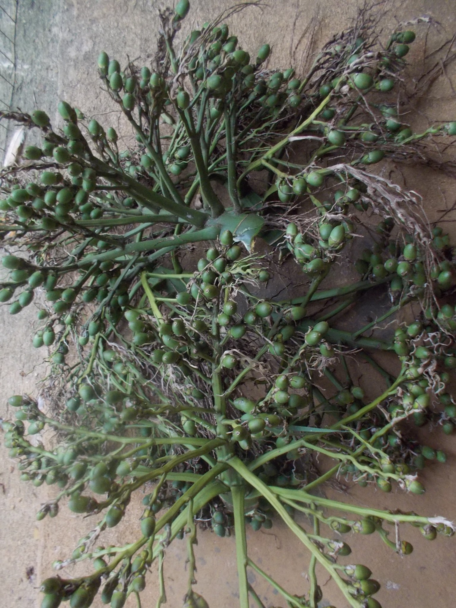 Pugua Apaka – Another Day In Paradise