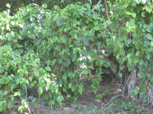 Pugua Apaka – Another Day In Paradise