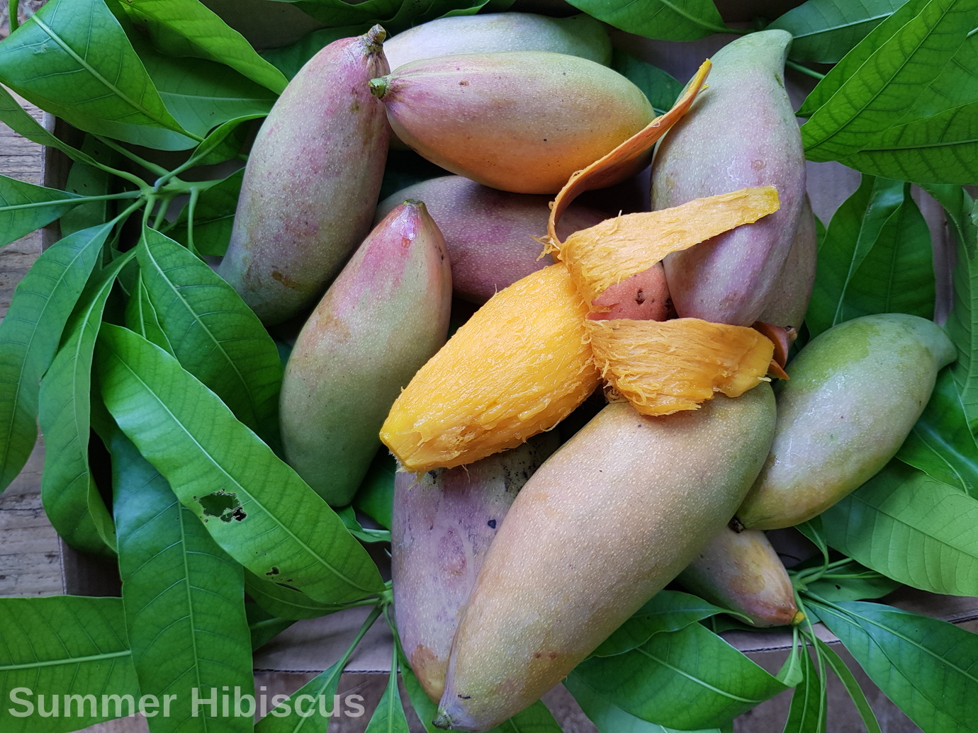 Just Harvested Panama Mango – Another Day In Paradise